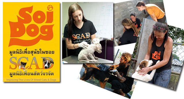 News from Soi Dog - AnimalCare