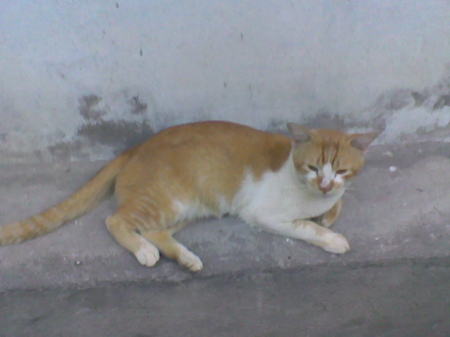 Neutering subsidy for 1 male cat (Yap Siew Hwa's) - AnimalCare