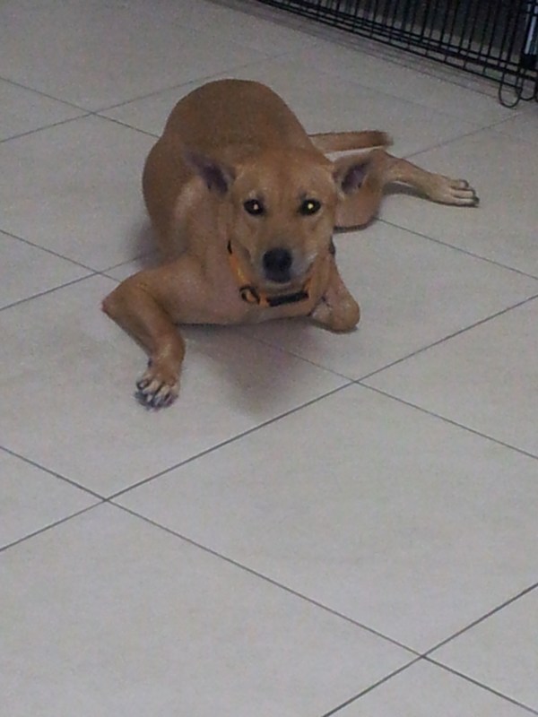 Updates on Perky (from Mei Leng) - AnimalCare