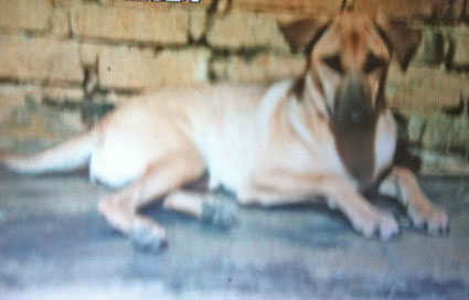 Neutering and spaying sponsorship for 4 dogs (Lydia Lim on behalf of ...