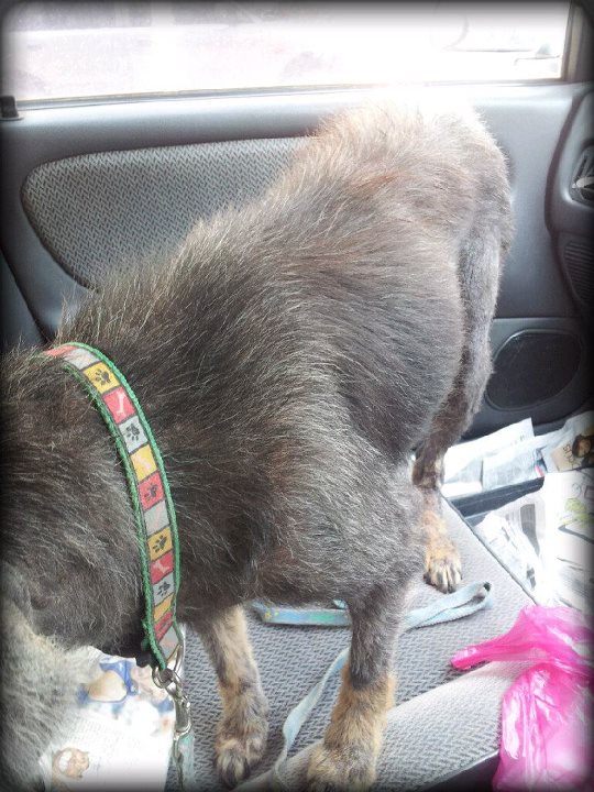 Medical subsidy for rescued dog, Scurvy aka Ariel (Liew Pei Yi's ...