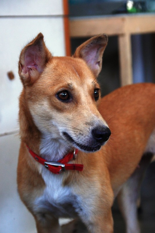 Female dog for adoption - ADOPTED (Chee Pooi Ling's) - AnimalCare