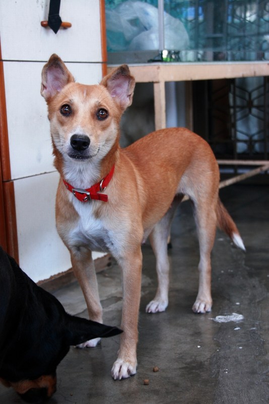 Female dog for adoption - ADOPTED (Chee Pooi Ling's) - AnimalCare