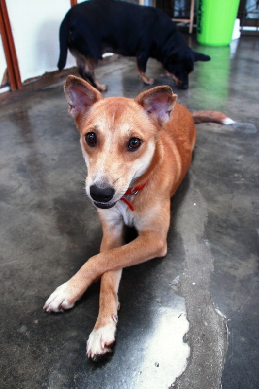 Female dog for adoption - ADOPTED (Chee Pooi Ling's) - AnimalCare