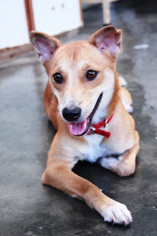 Female dog for adoption - ADOPTED (Chee Pooi Ling's) - AnimalCare