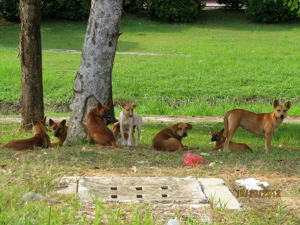 Fosterer/Adopter needed for Queen, rescued terrier (Nandhini Sivanna's ...