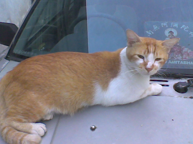 Neutering sponsorship for 1 male cat (Yap Siew Hwa's) - AnimalCare
