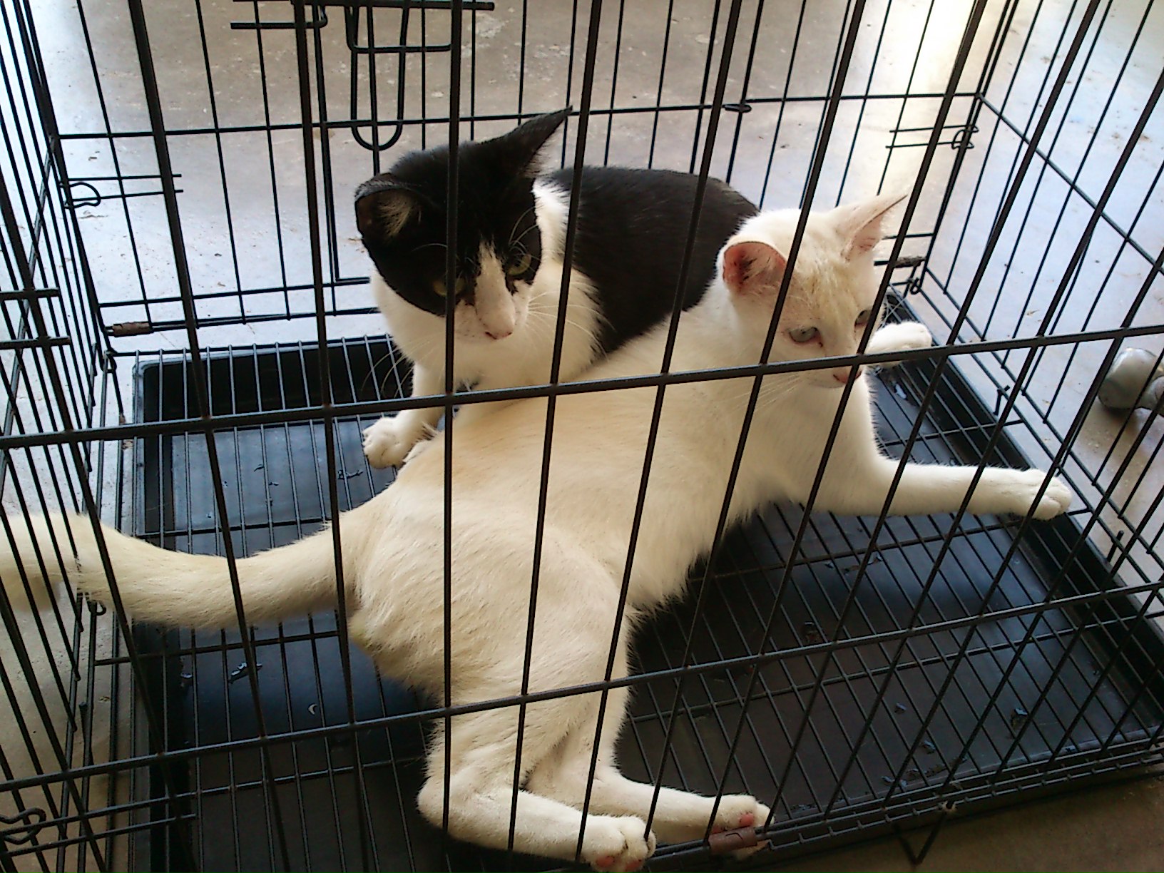 Neutering sponsorship for 2 male cats (Veronica Ong May Yoong's ...