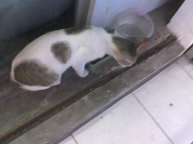 Neutering sponsorship for 1 male cat (Yap Siew Hwa/Mrs Lim's) - AnimalCare