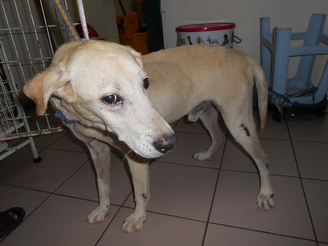 Medical subsidy for Hope, dog with injured testicle (Eng Geok Bee's ...