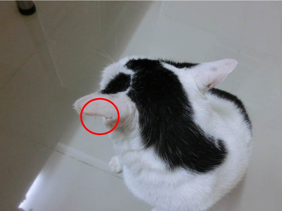 An appeal to all feeders and rescuers: Important: Please ear-notch your ...