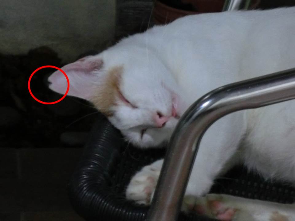 An appeal to all feeders and rescuers: Important: Please ear-notch your ...