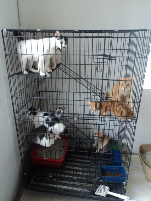 Catfood subsidy for Maslina Omar's cats in Chini, Pahang - AnimalCare