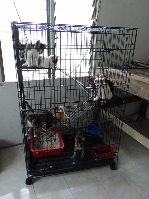 Catfood subsidy for Maslina Omar's cats in Chini, Pahang - AnimalCare