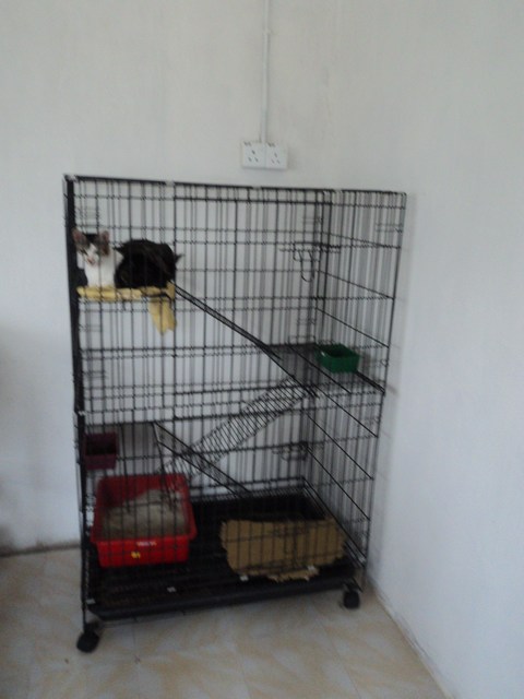 Catfood subsidy for Maslina Omar's cats in Chini, Pahang - AnimalCare