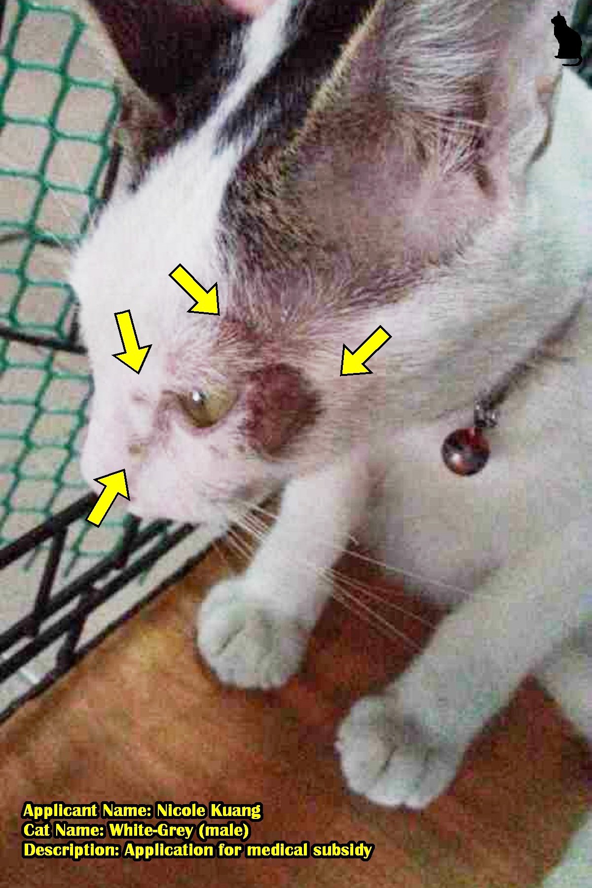 Medical subsidy for 1 male cat, White-Grey (Nicole Kuang Wei Fen's ...