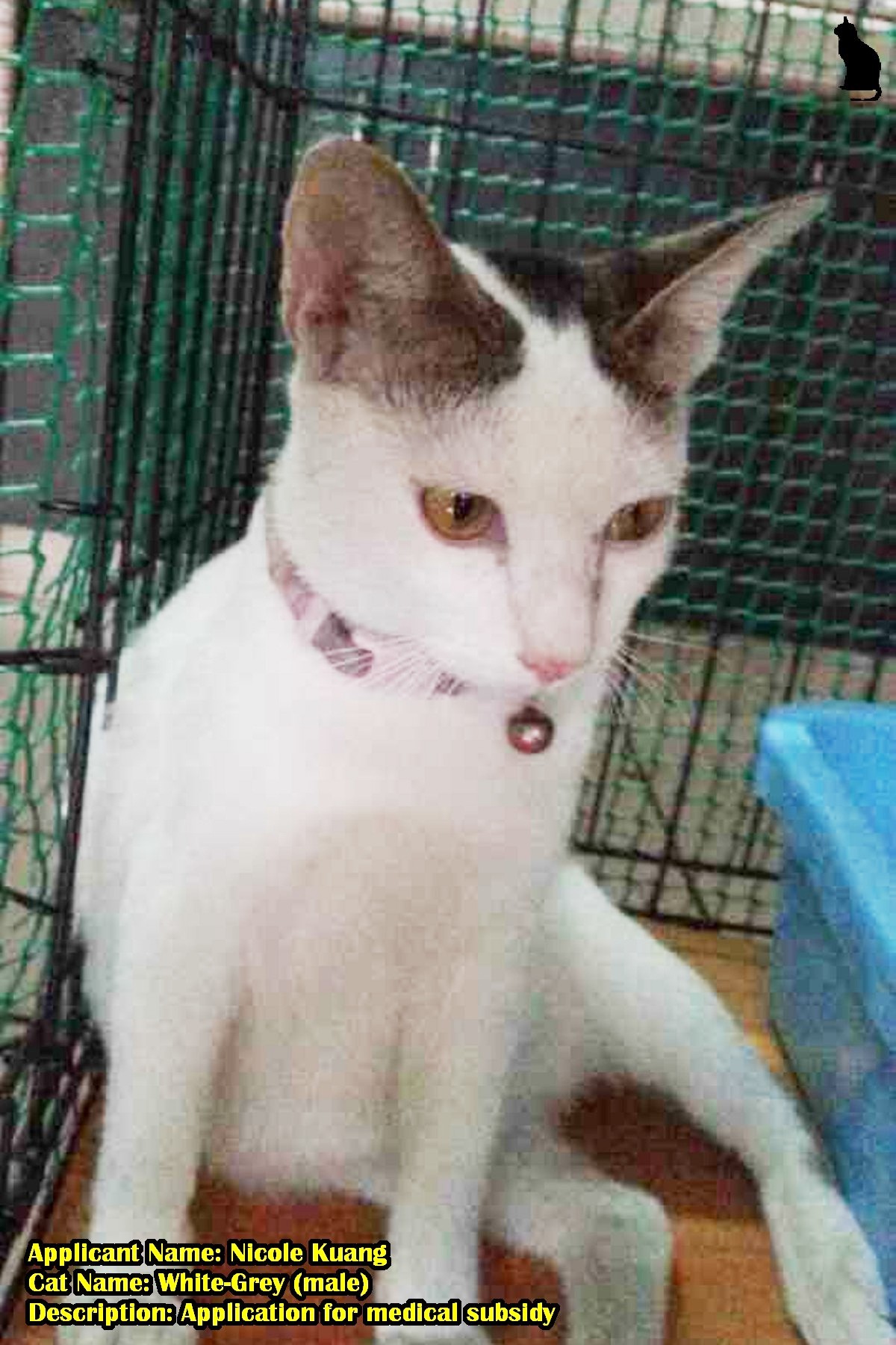 Medical subsidy for 1 male cat, White-Grey (Nicole Kuang Wei Fen's ...