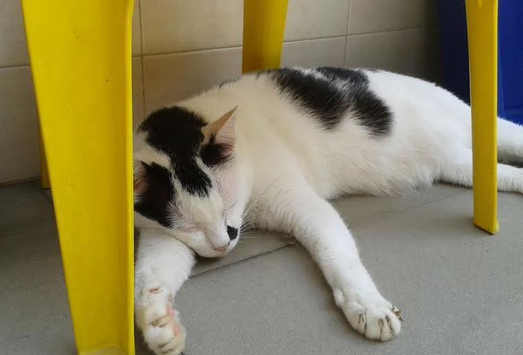 Cow's eye injury - AnimalCare