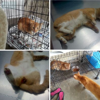 Neutering sponsorship for 1 cat (Veronica Ong May Yoong's) - AnimalCare