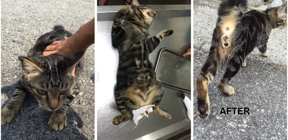 Neutering subsidy for 1 male cat (Hew Sook Yean's) - AnimalCare