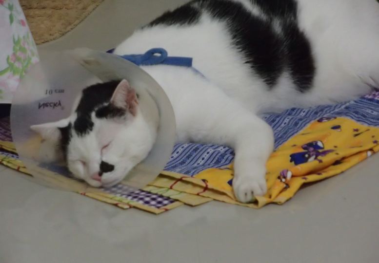 Cow awakens! - AnimalCare