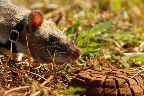 African rats saving tons of lives - AnimalCare