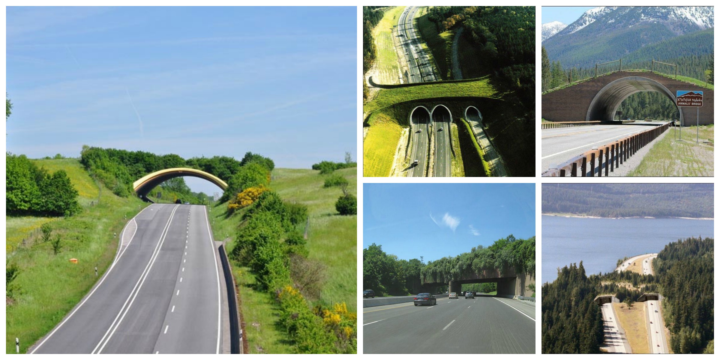 12 amazing animal bridges around the world - AnimalCare