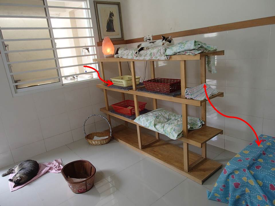 A (failed!) attempt at catifying Bunny's Place - AnimalCare