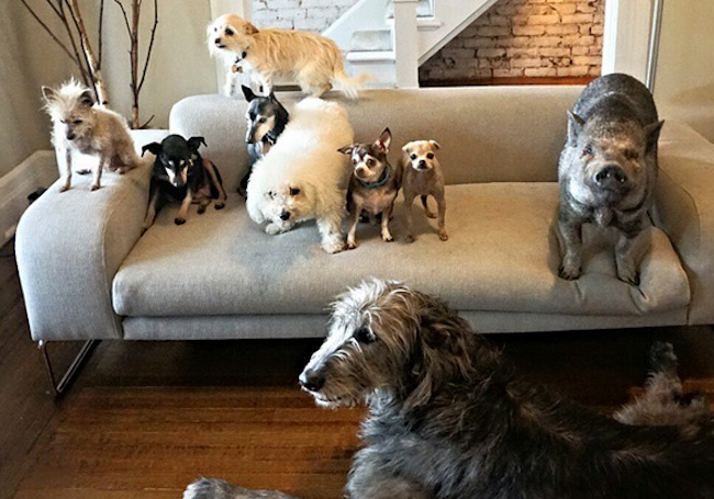 Life's mission: To adopt homeless dogs - AnimalCare