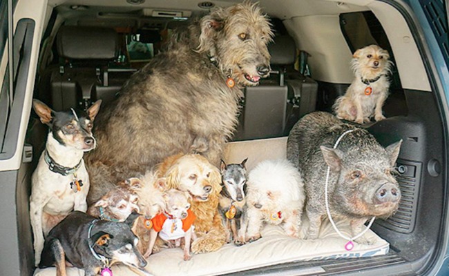 Life's mission: To adopt homeless dogs - AnimalCare