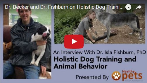 Keys to understanding and communicating with your dog - AnimalCare