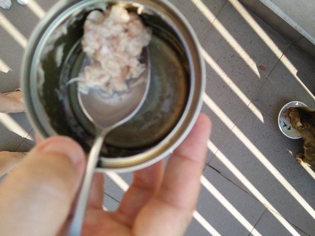 Vincent's late breakfast, stomatitis in cats, etc. - AnimalCare