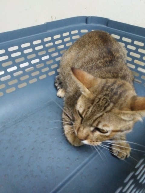 Vincent's stomatitis, to the vet's again - AnimalCare