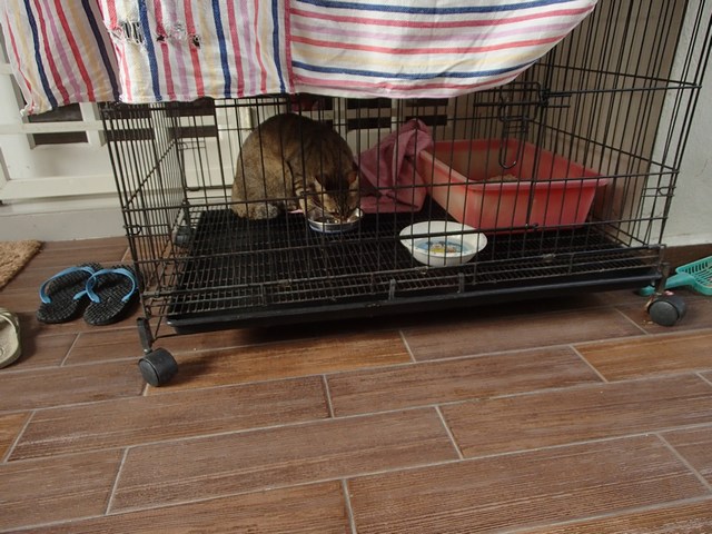 Vincent's stomatitis condition (and progress) - AnimalCare