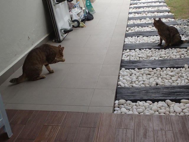 Vincent's stomatitis condition (and progress) - AnimalCare