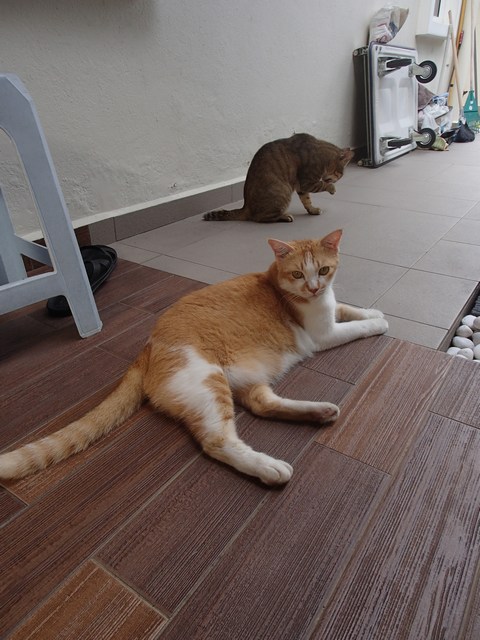 Vincent's stomatitis condition (and progress) - AnimalCare