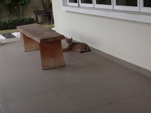 Vincent's stomatitis condition (and progress) - AnimalCare