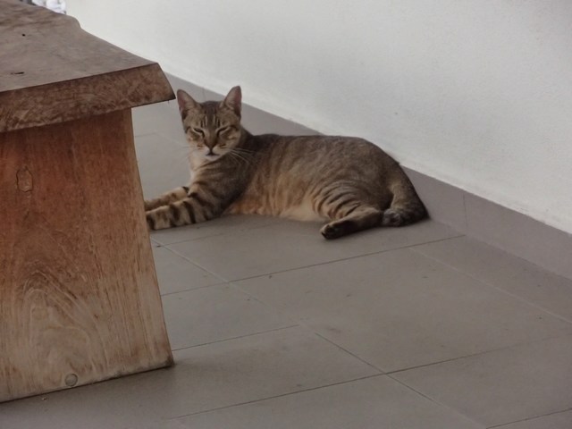 Vincent's stomatitis condition (and progress) - AnimalCare