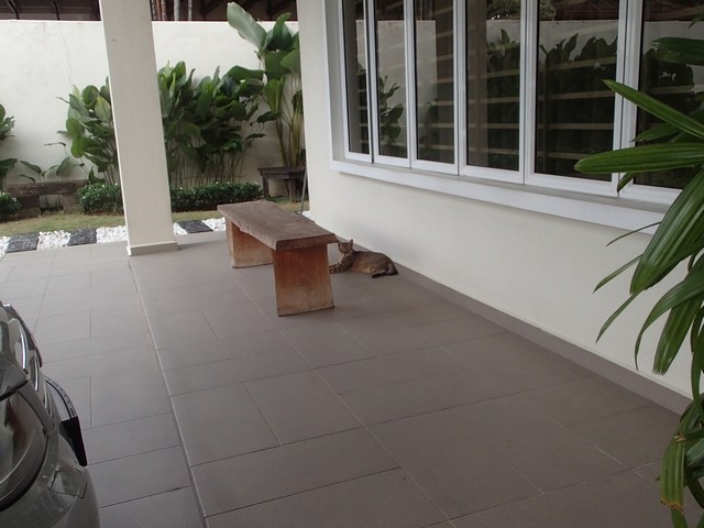 Vincent's stomatitis condition (and progress) - AnimalCare