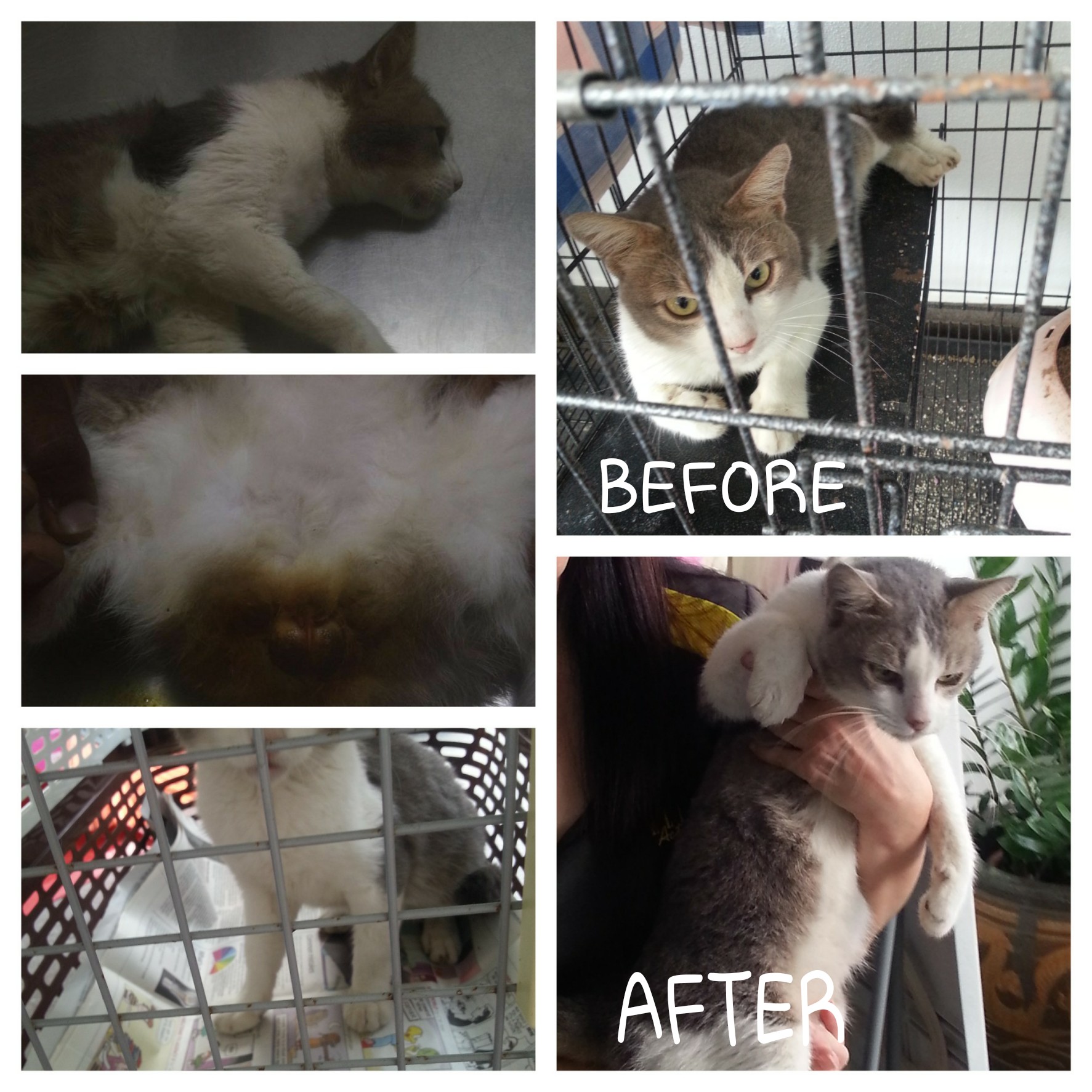 Neutering aid for 1 cat in Puchong (Veronica Ong May Yoong's) - AnimalCare