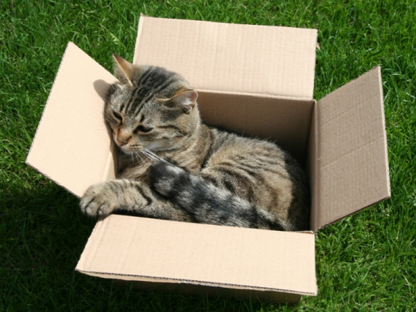 Cats experience less stress when they have boxes - AnimalCare