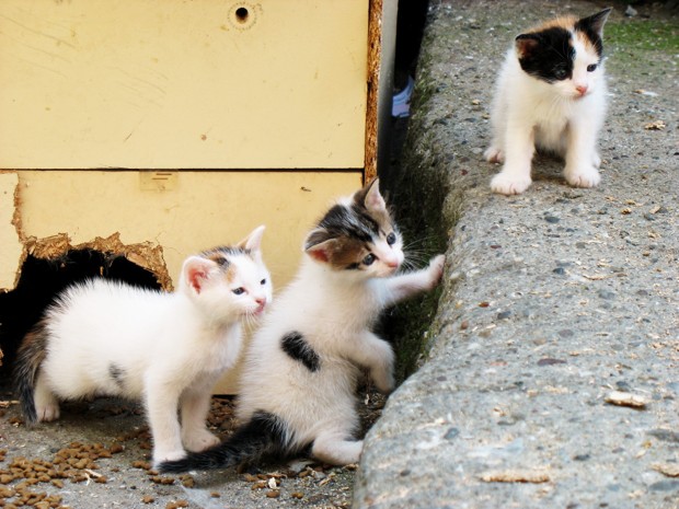 The extraordinary lives of Istanbul's street cats - AnimalCare
