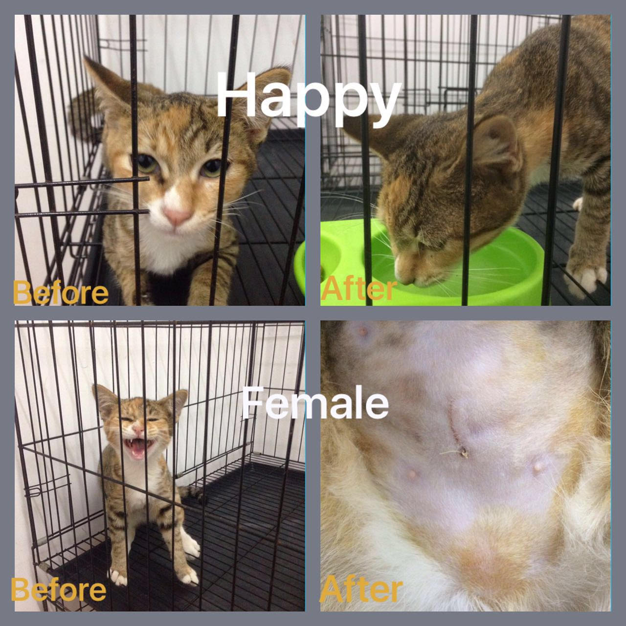 Neutering aid for 1 cat in Puncak Alam (Lee Lay Kim's) - AnimalCare