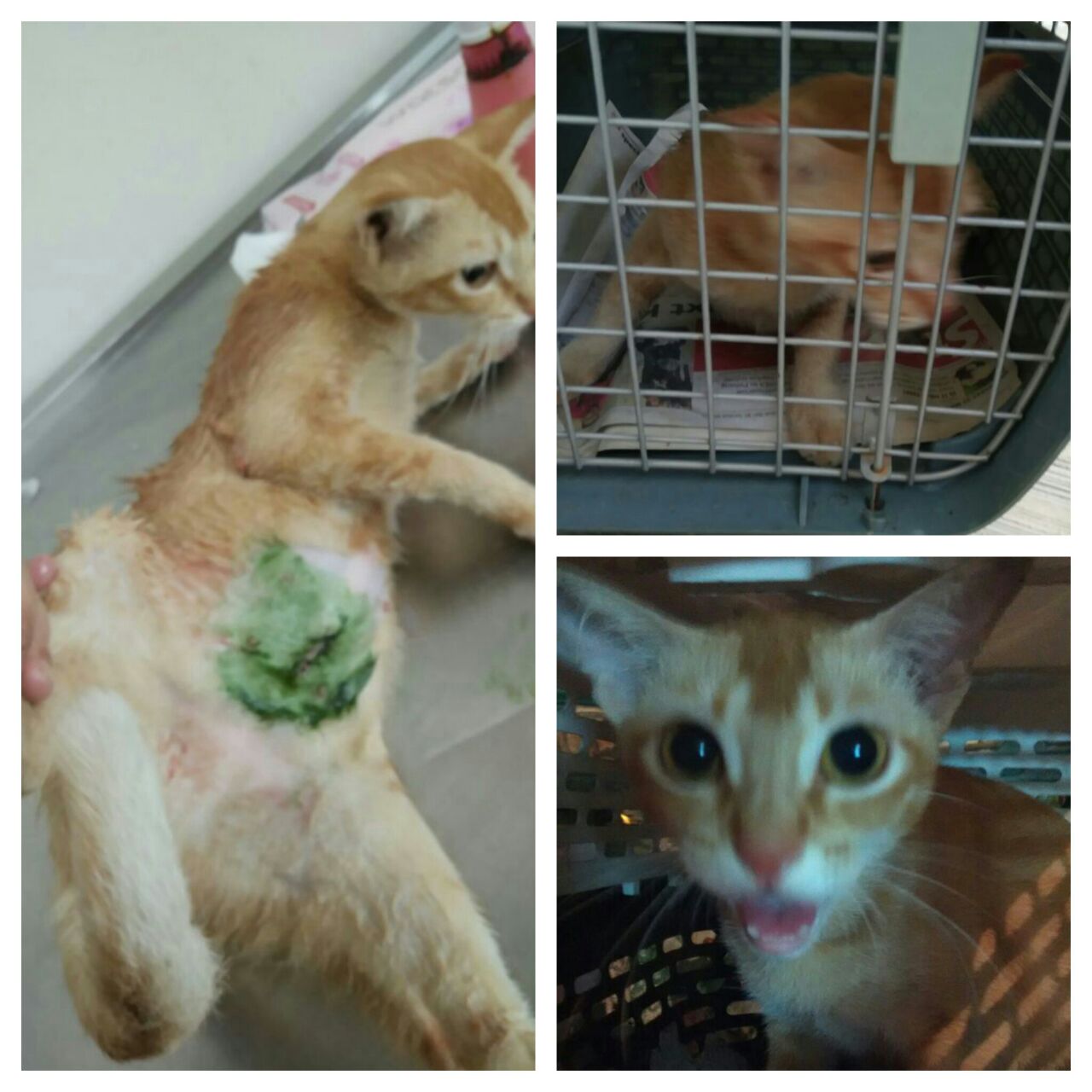 Neutering aid for 16 cats in the Klang Valley (Wong Yee Heng & Chan ...