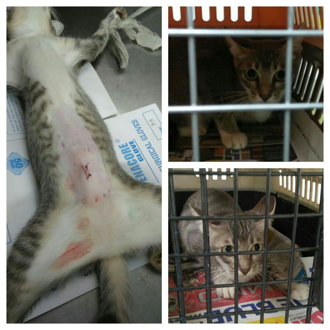 Neutering aid for 16 cats in the Klang Valley (Wong Yee Heng & Chan ...