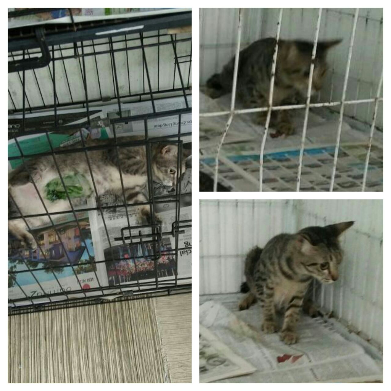 Neutering aid for 18 cats in the Klang Valley (Wong Yee Heng & Chan ...