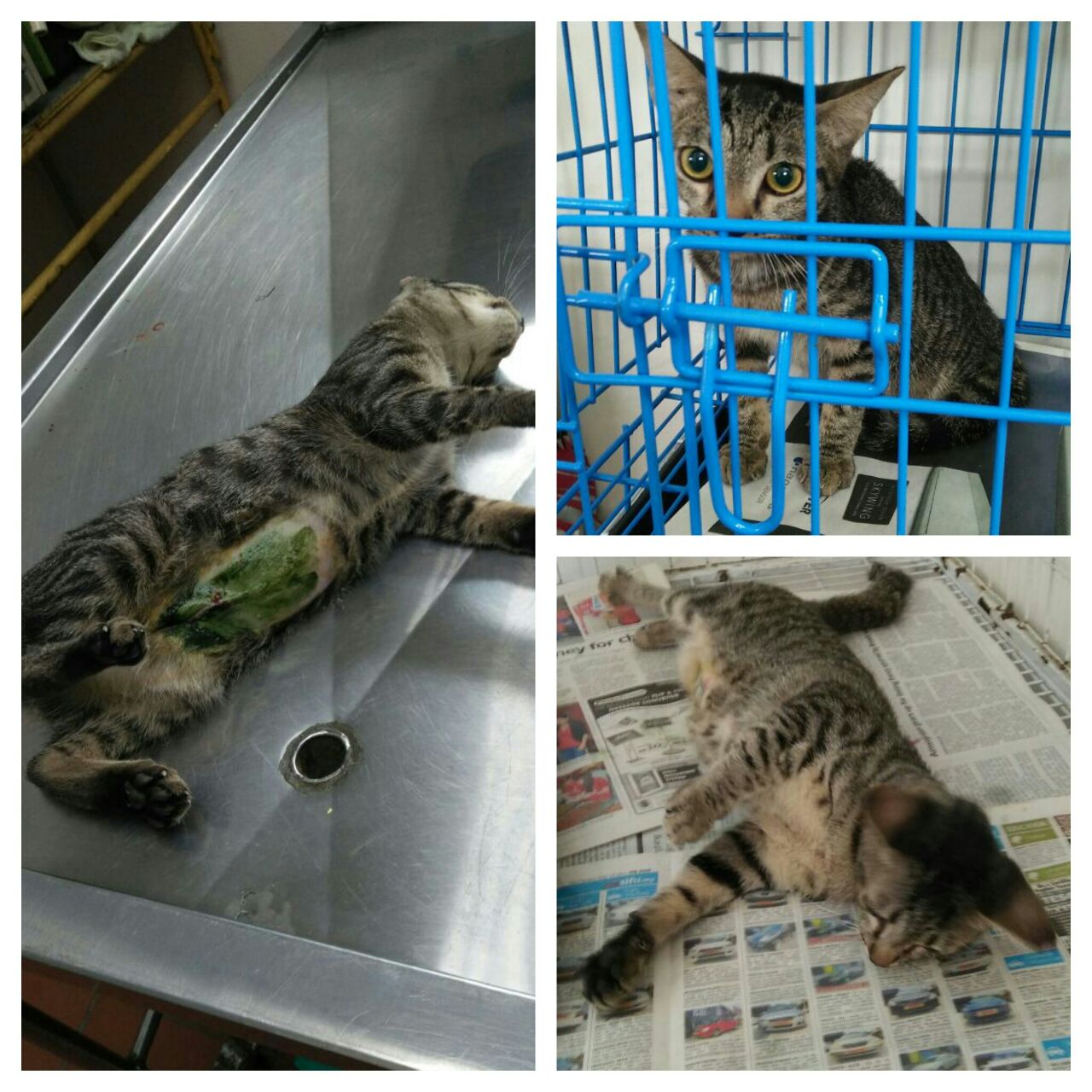Neutering aid for 18 cats in the Klang Valley (Wong Yee Heng & Chan ...