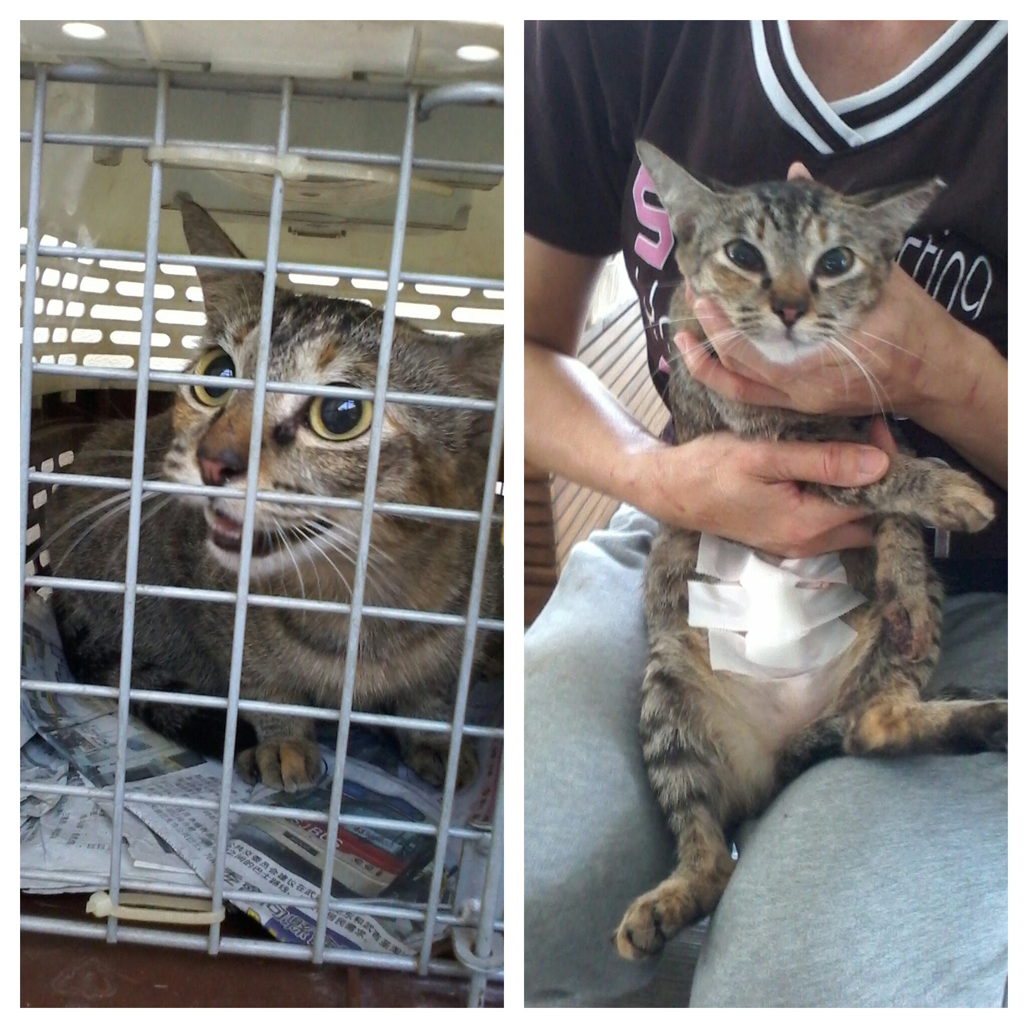 Neutering aid for 6 cats in Bentong & Cheras (Liaw Jarn Ling and Lee ...