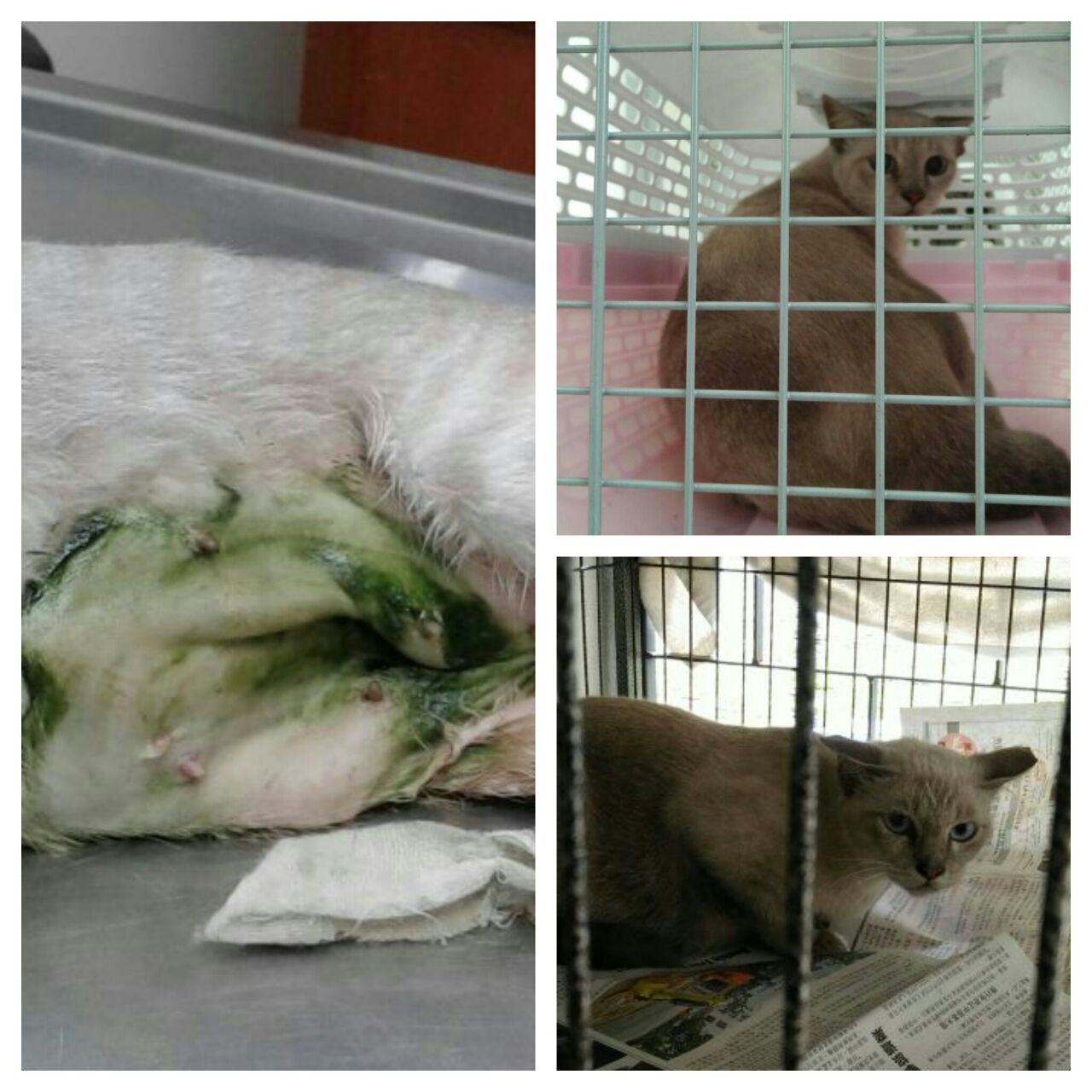 Neutering aid for 15 cats in the Klang Valley (Wong Yee Heng & Chan ...