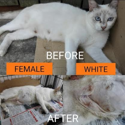Neutering aid for 1 cat in Sibu (Lam Lik Ling's) - AnimalCare